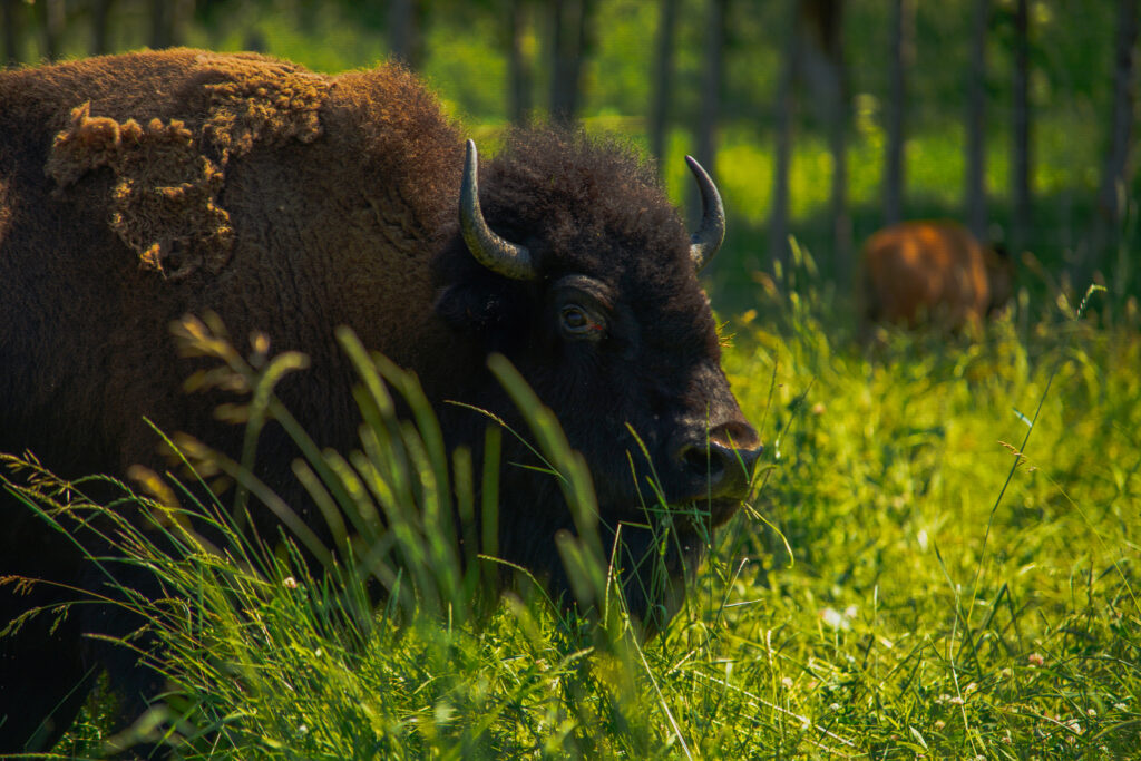 Bison and Family Adventures: The Perfect Day at Elk Island National Park - True Grit Buffalo Ranch