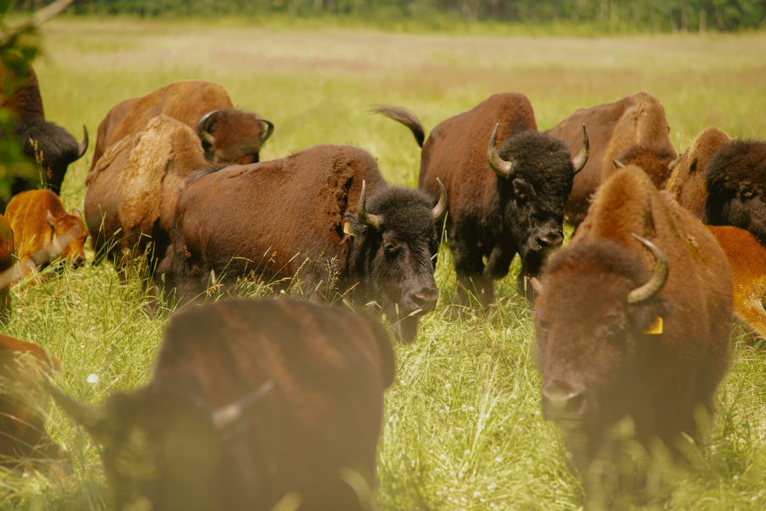 The Benefits of Bison - True Grit Buffalo Ranch